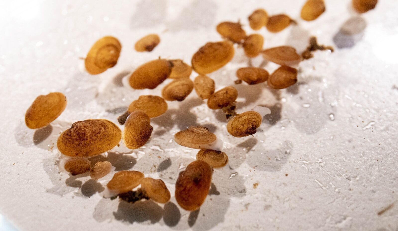 Perlmutter - Perlmutter- und Heimatmuseum Adorf